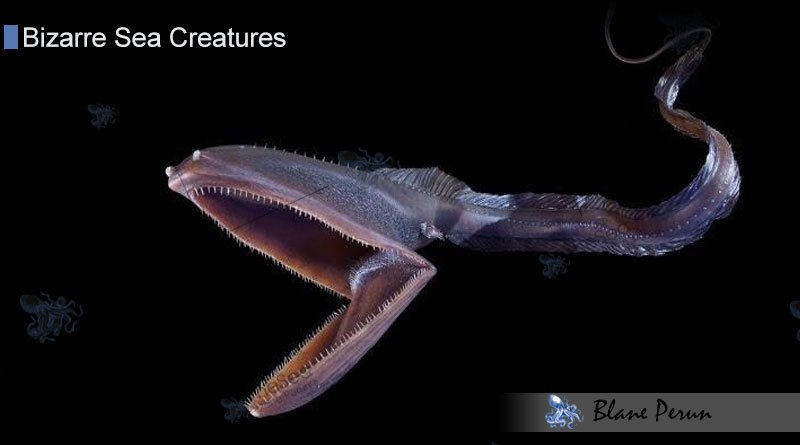 The Gulper Eel: A Deep-Sea Enigma - Relak LA